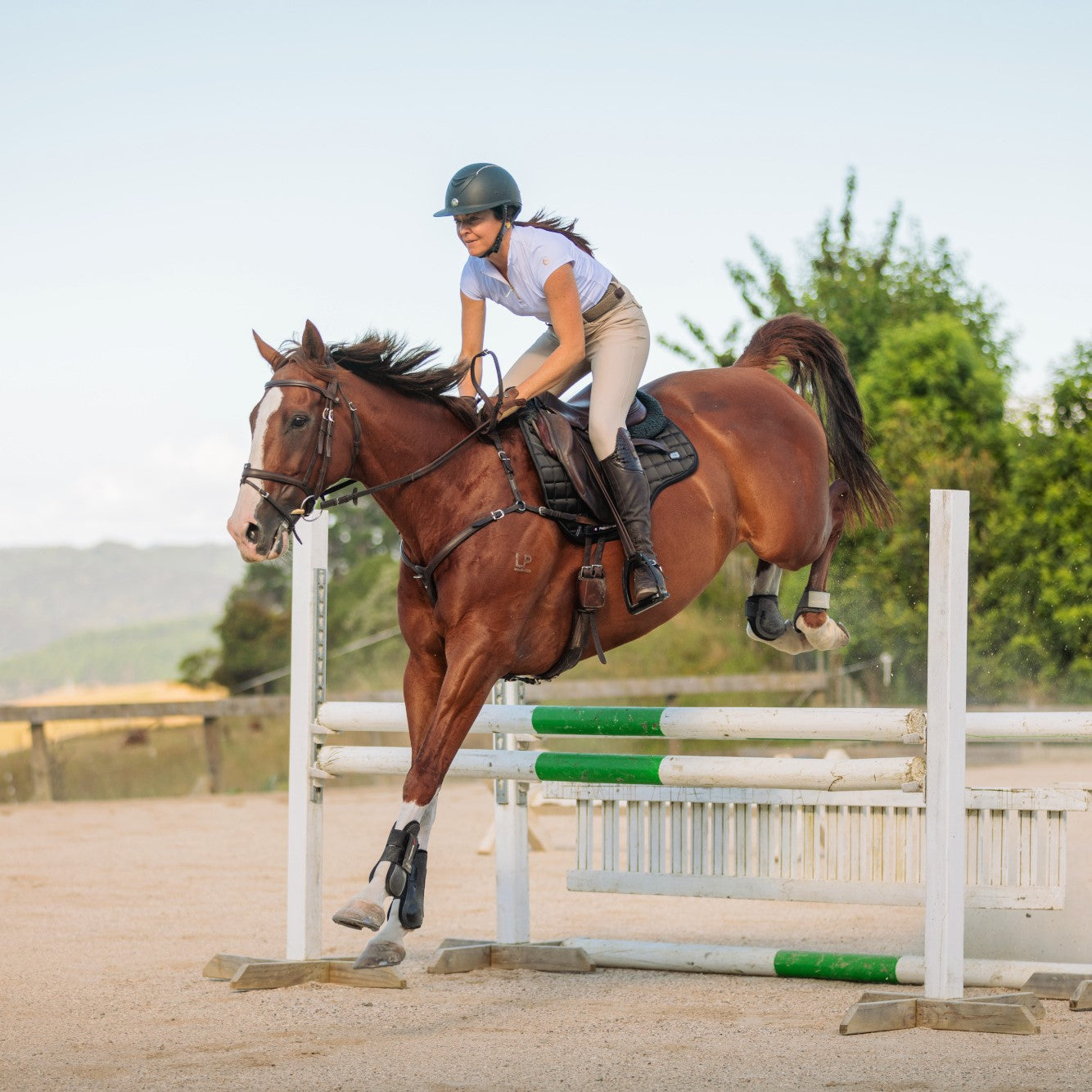 Digestive HP – Poseidon Animal Health USA